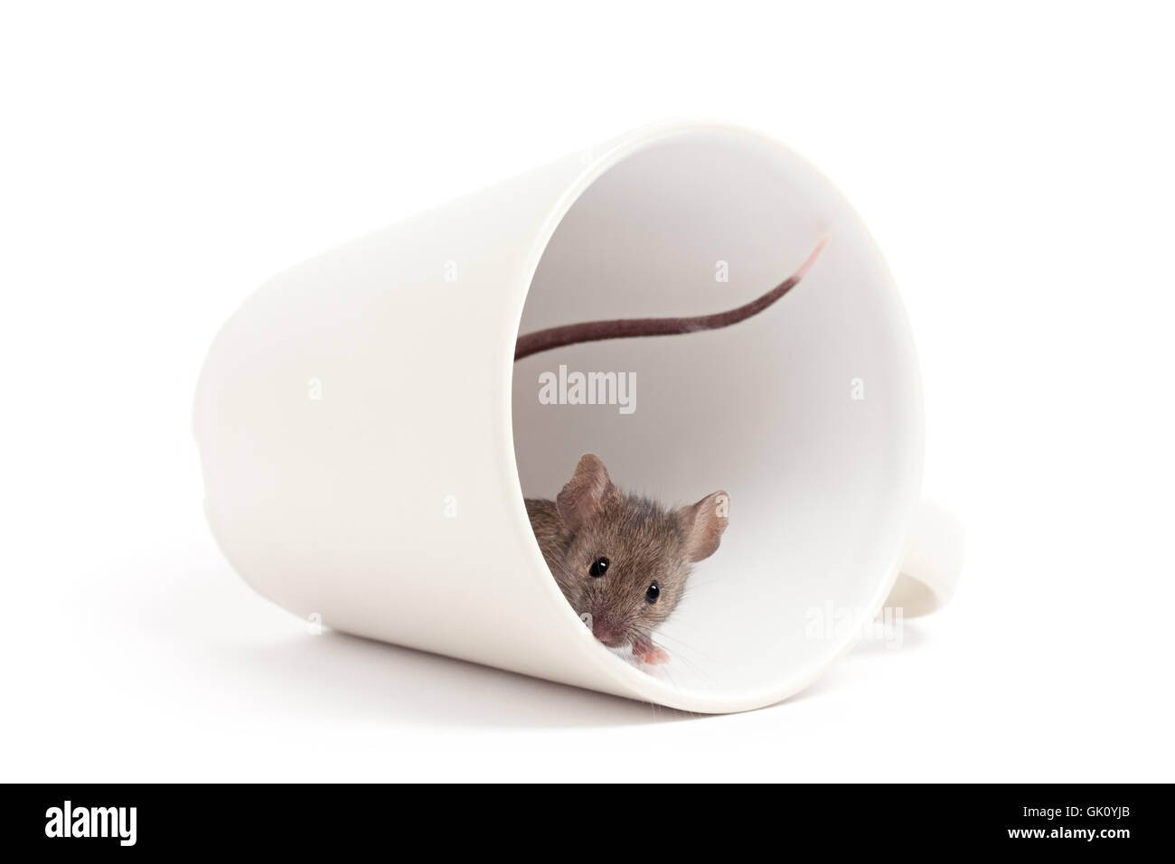 cup rodent mouse Stock Photo - Alamy