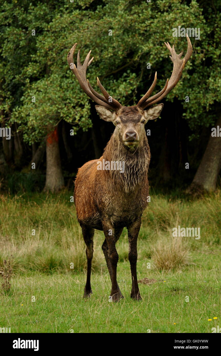 Stag hunting hi-res stock photography and images - Alamy