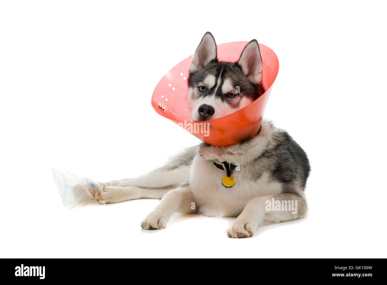 isolated dog puppy Stock Photo - Alamy