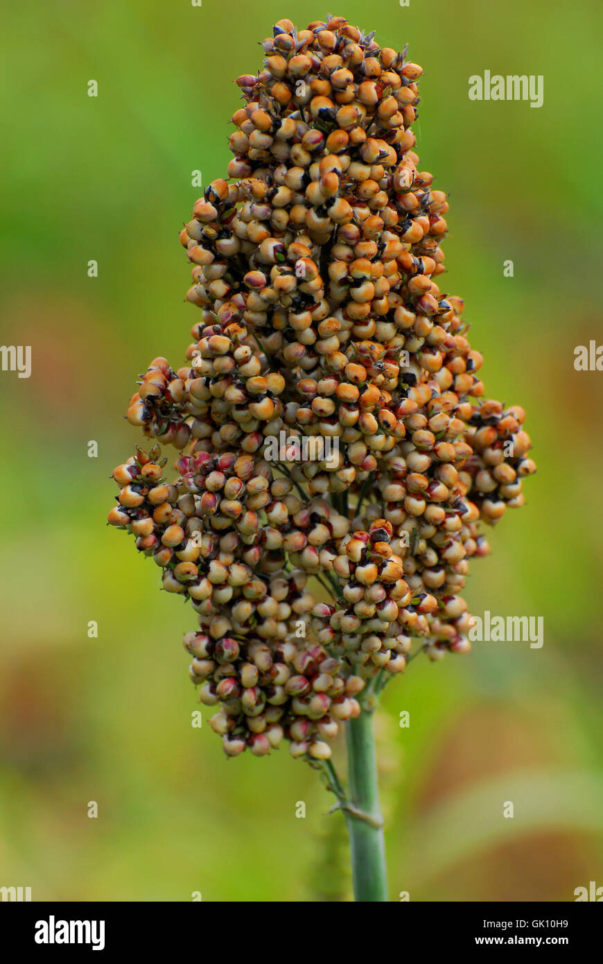 Quinoa plant hi-res stock photography and images - Alamy