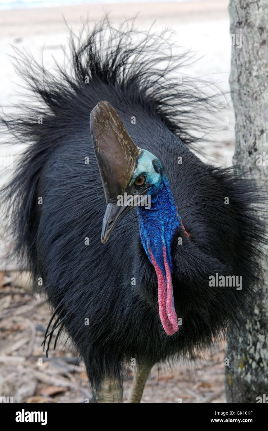 cursorial birds skin black Stock Photo - Alamy