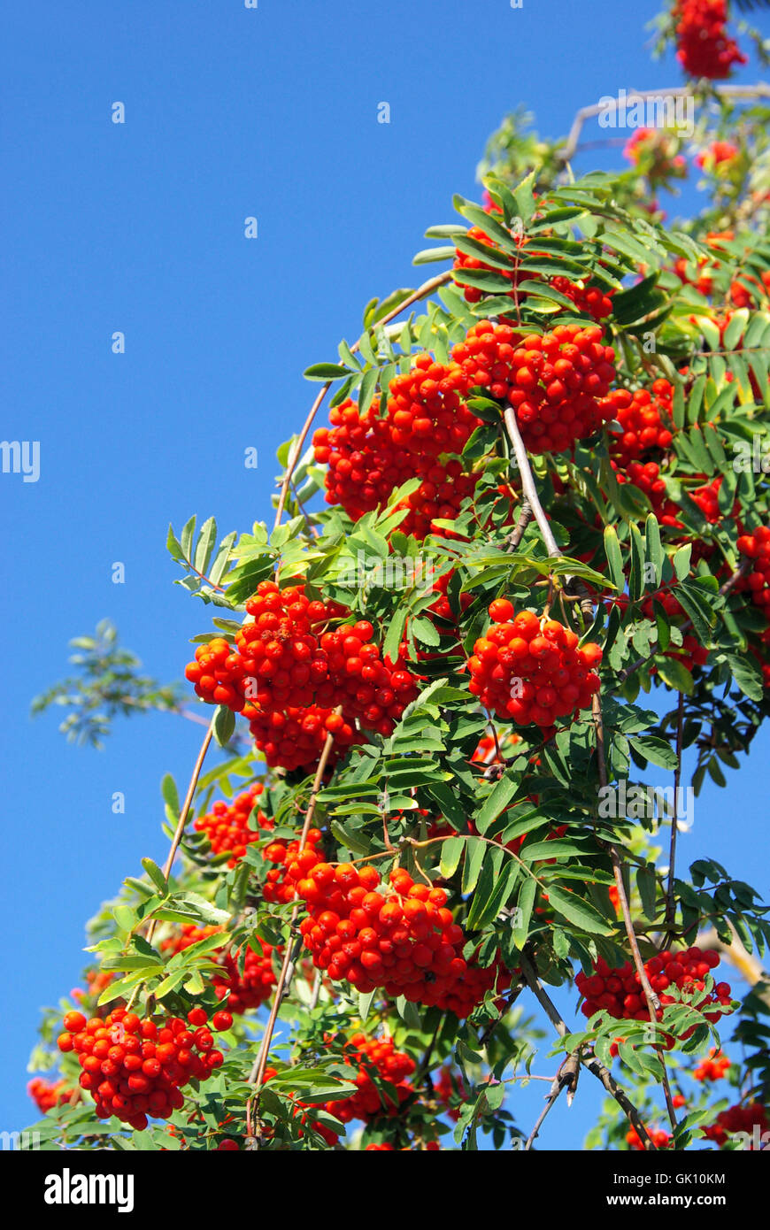 orange tree berries Stock Photo - Alamy