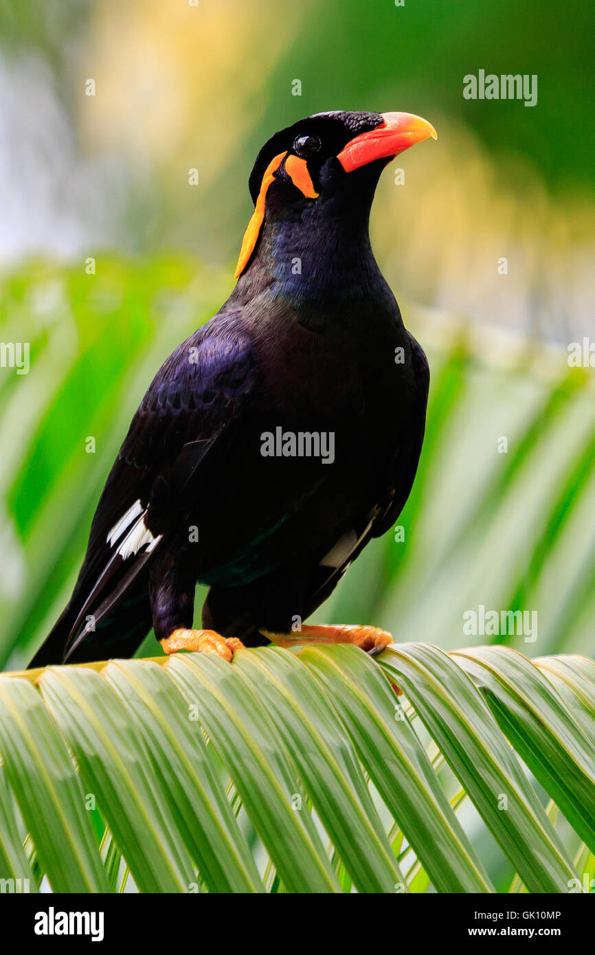 Hill mynah hi-res stock photography and images - Alamy