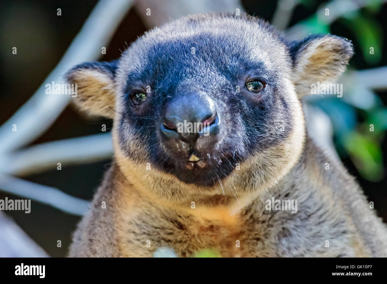 Lumholtz tree kangaroo hi-res stock photography and images - Alamy
