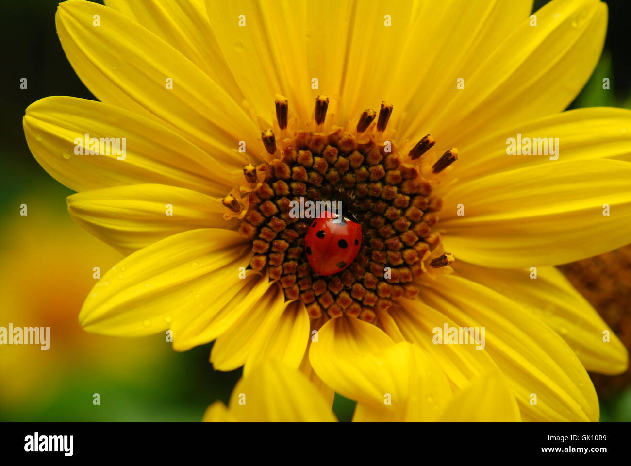 Insect favorite hi-res stock photography and images - Alamy