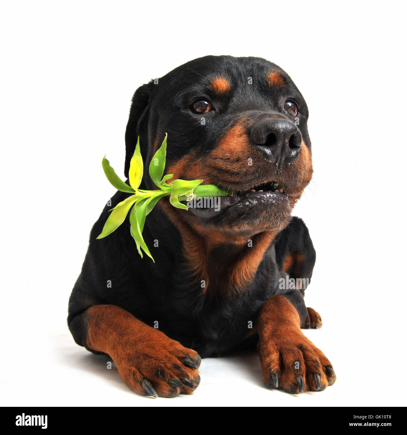 Animal cool down hi-res stock photography and images - Alamy