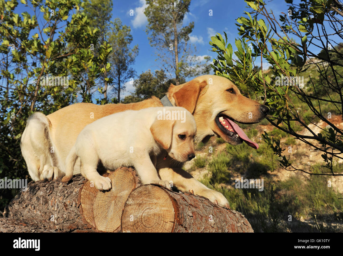 dog adult puppy Stock Photo - Alamy