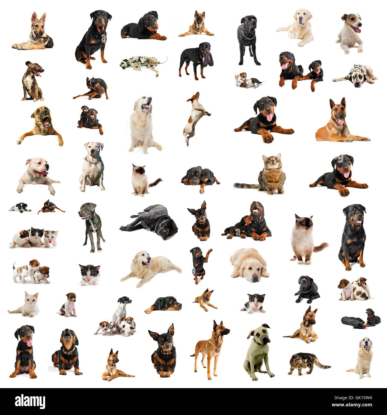 Group of dogs and cats hi-res stock photography and images - Alamy