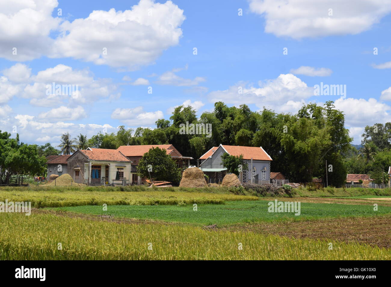 paddy field and traditional brick houses in rural village in Vietnam ...