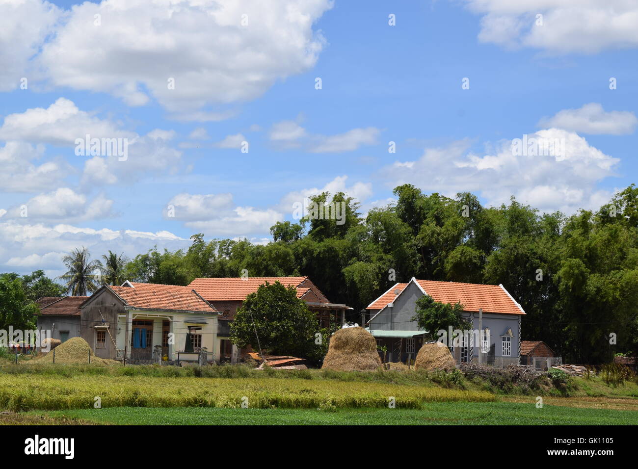 paddy field and traditional brick houses in rural village in Vietnam ...