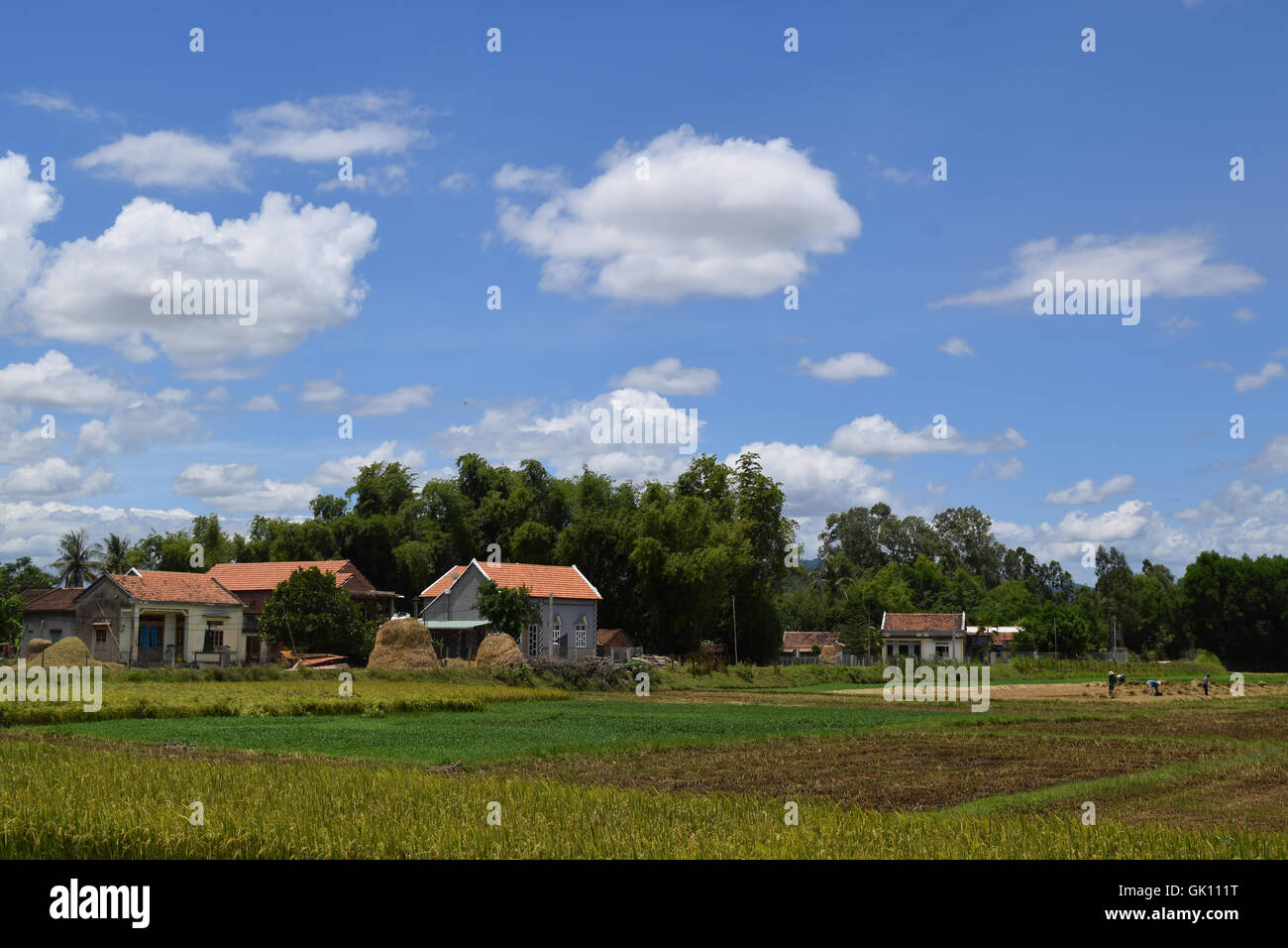 paddy field and traditional brick houses in rural village in Vietnam ...