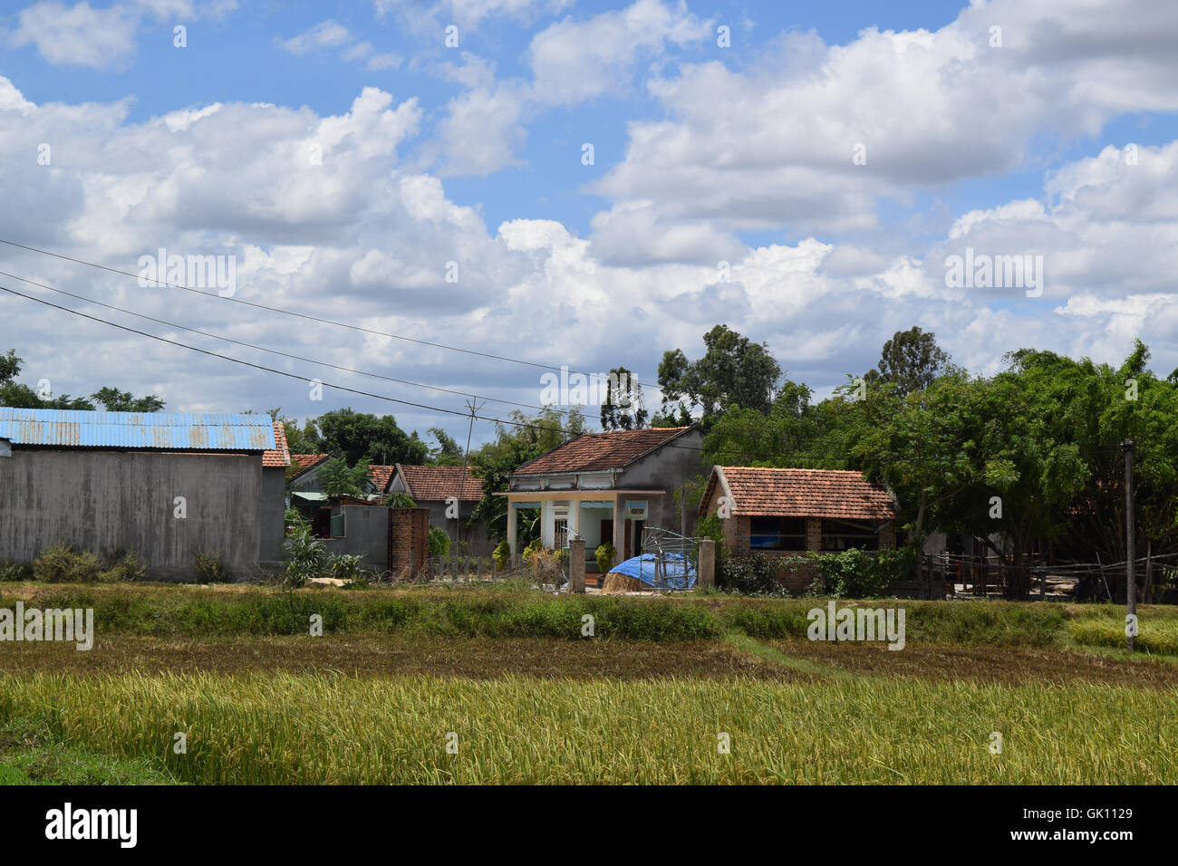 paddy field and traditional brick houses in rural village in Vietnam ...