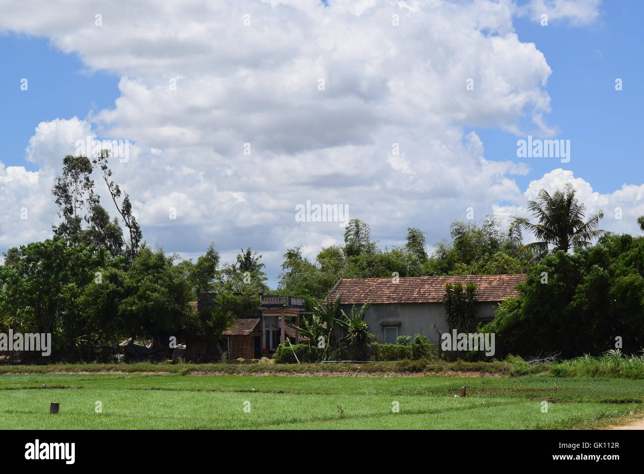paddy field and traditional brick houses in rural village in Vietnam ...