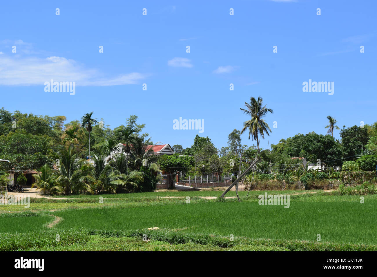 paddy field and traditional brick houses in rural village in Vietnam ...