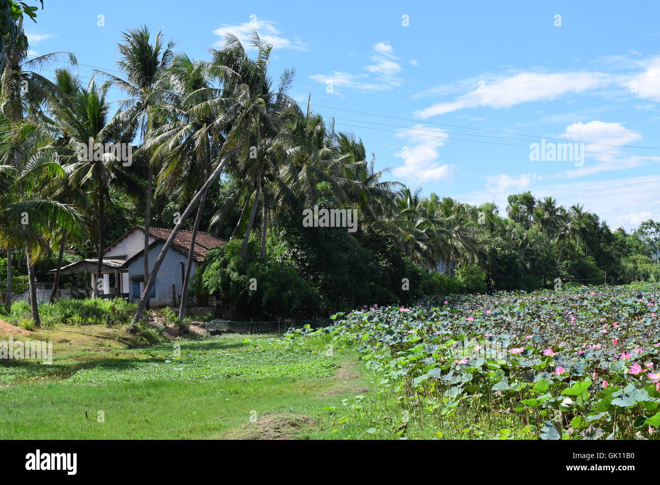rural village in Vietnam countryside with field and coconut Stock Photo ...