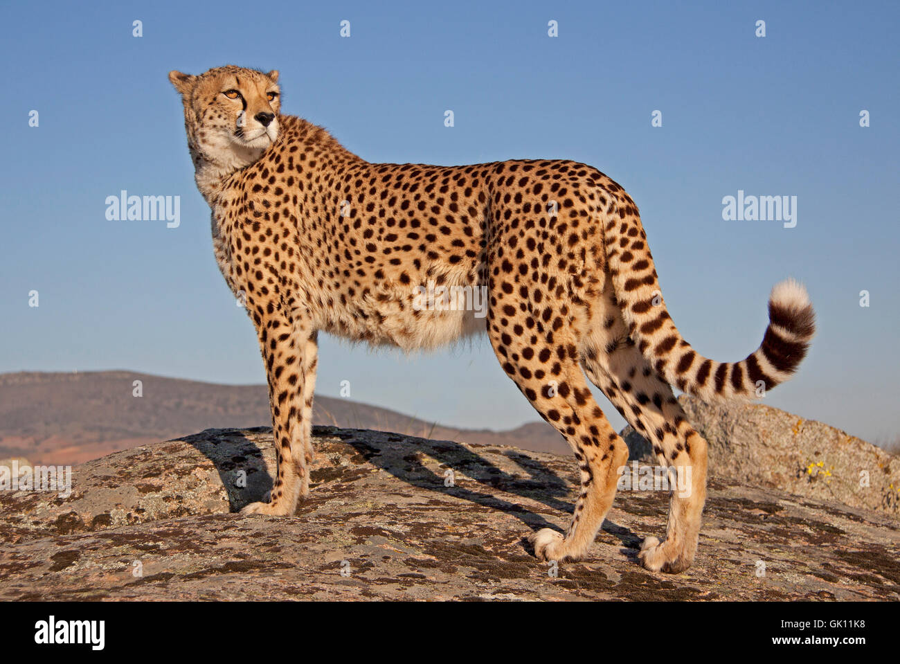Cheetah sunset hi-res stock photography and images - Alamy
