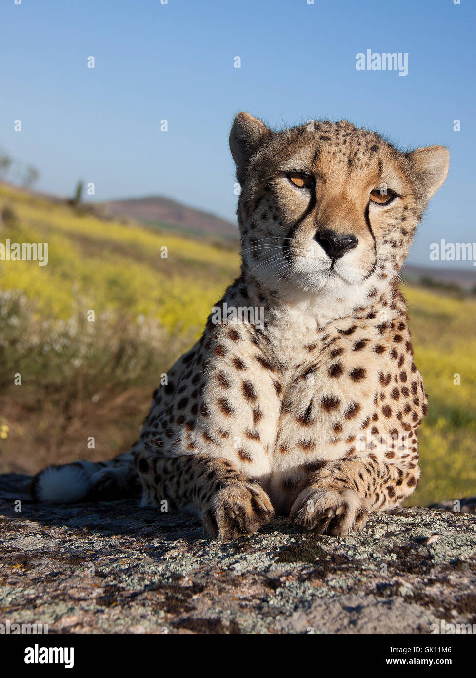big cat feline predator predator Stock Photo - Alamy