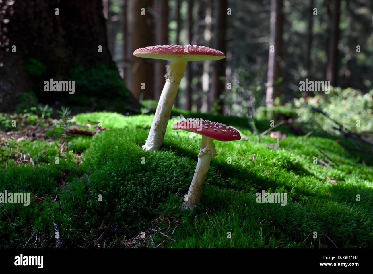 Ramble in the woods hi-res stock photography and images - Alamy