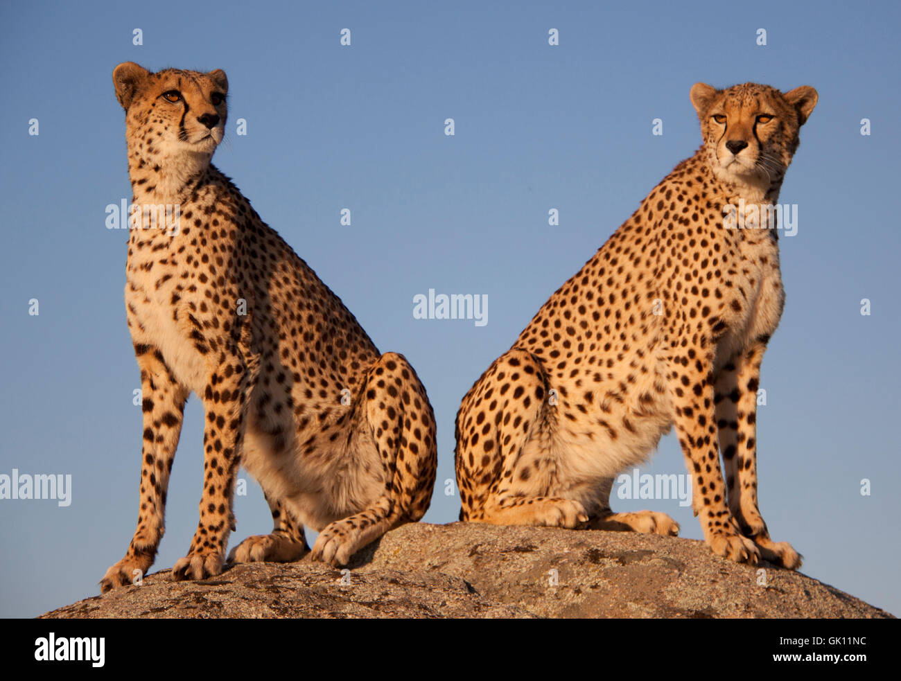 Cheetah love hi-res stock photography and images - Alamy