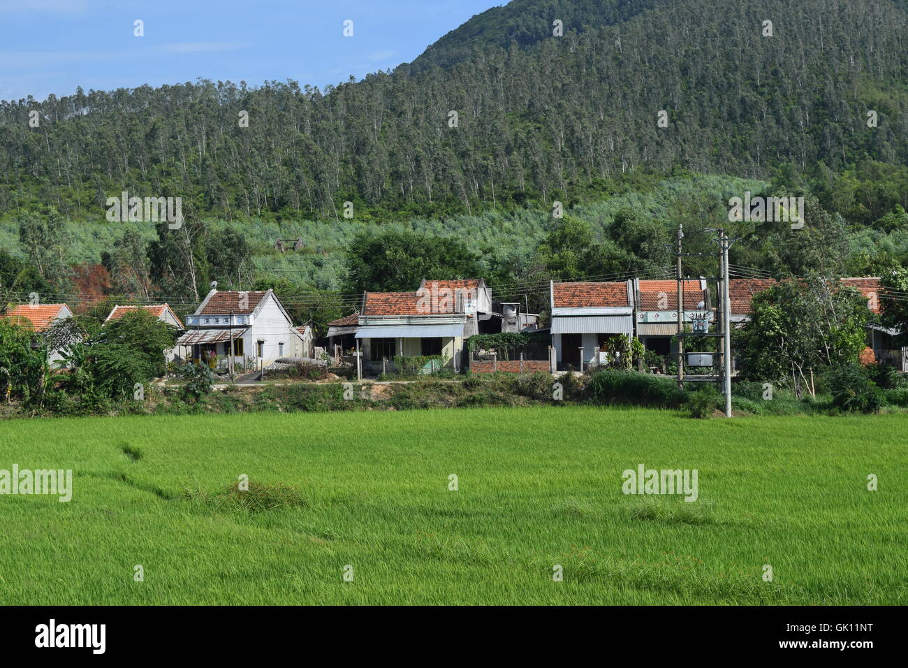 traditional paddy field in rural village in Vietnam countryside under ...