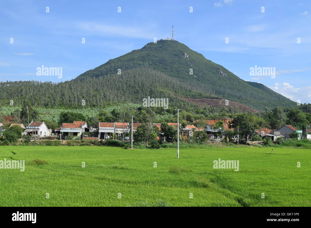 traditional paddy field in rural village in Vietnam countryside under ...