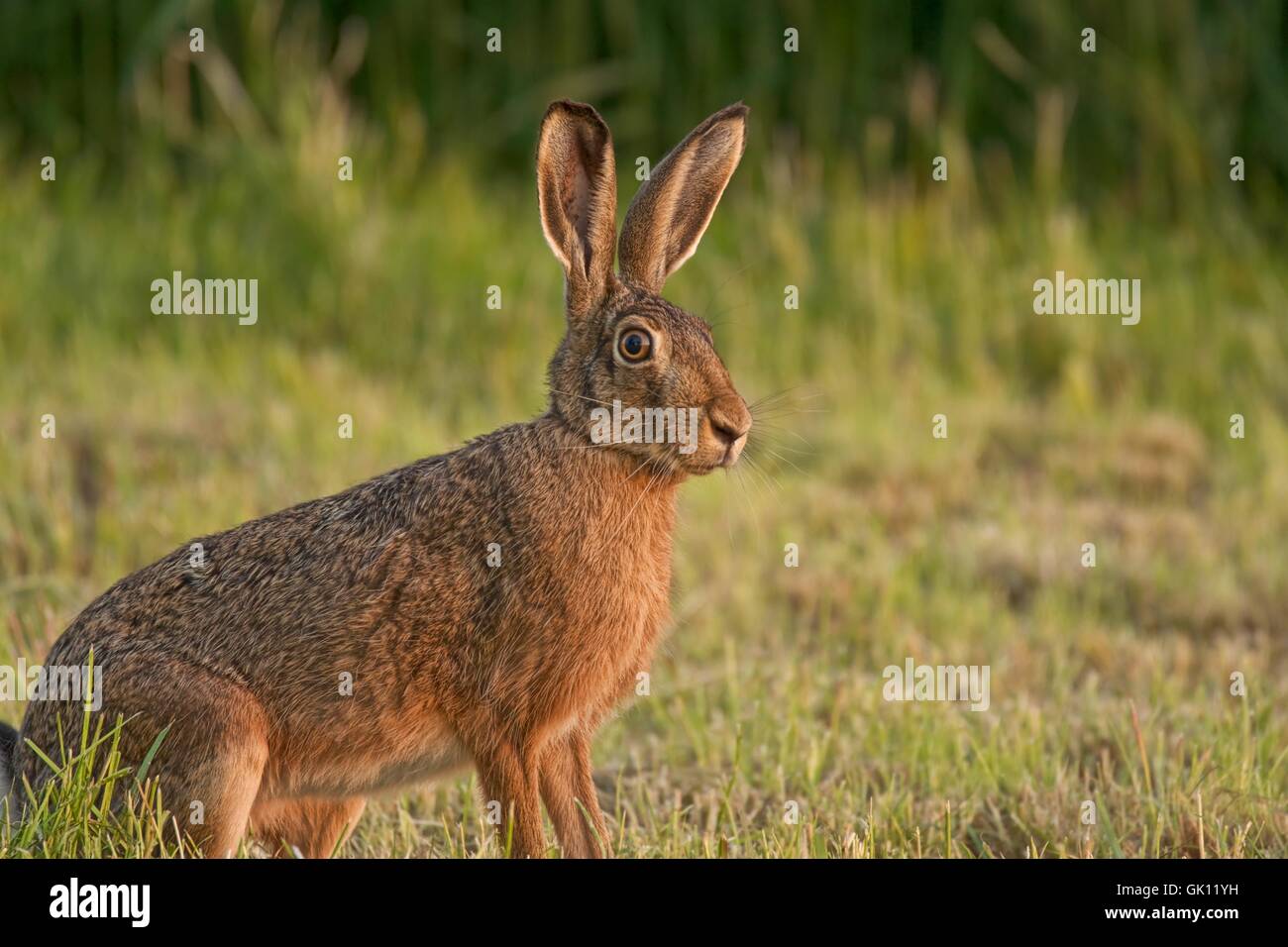 Rare hare hi-res stock photography and images - Alamy