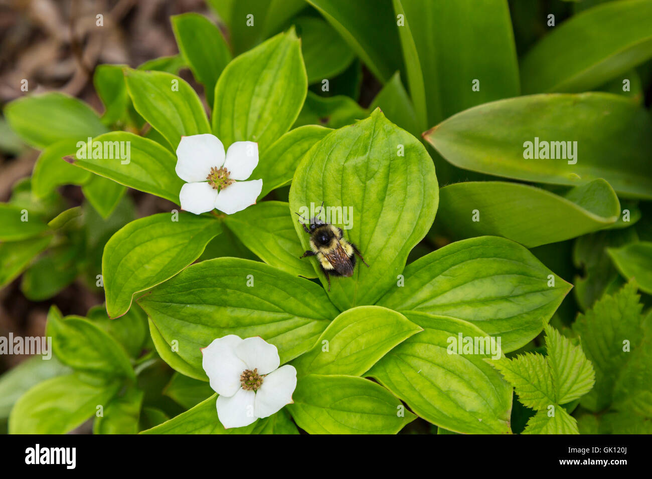 Insect newfoundland labrador hi-res stock photography and images - Alamy