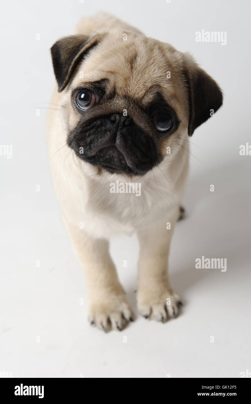 Frank the pug hi-res stock photography and images - Alamy