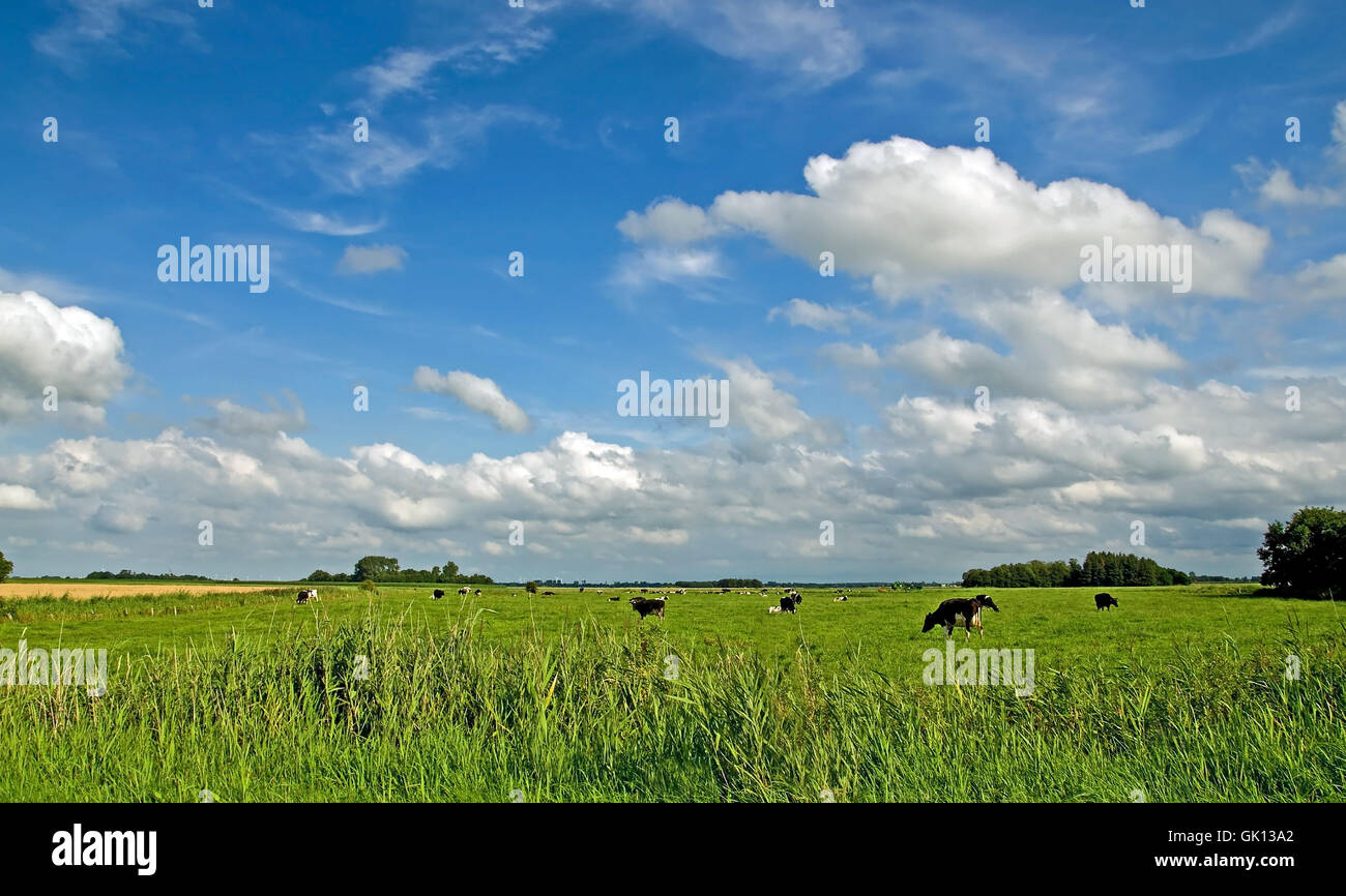East Frisia cow cows Stock Photo - Alamy