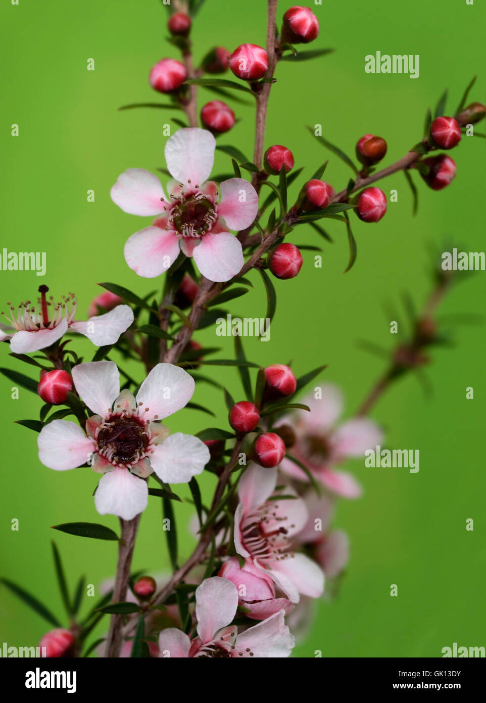 Tea Tree Flower Colour Australia