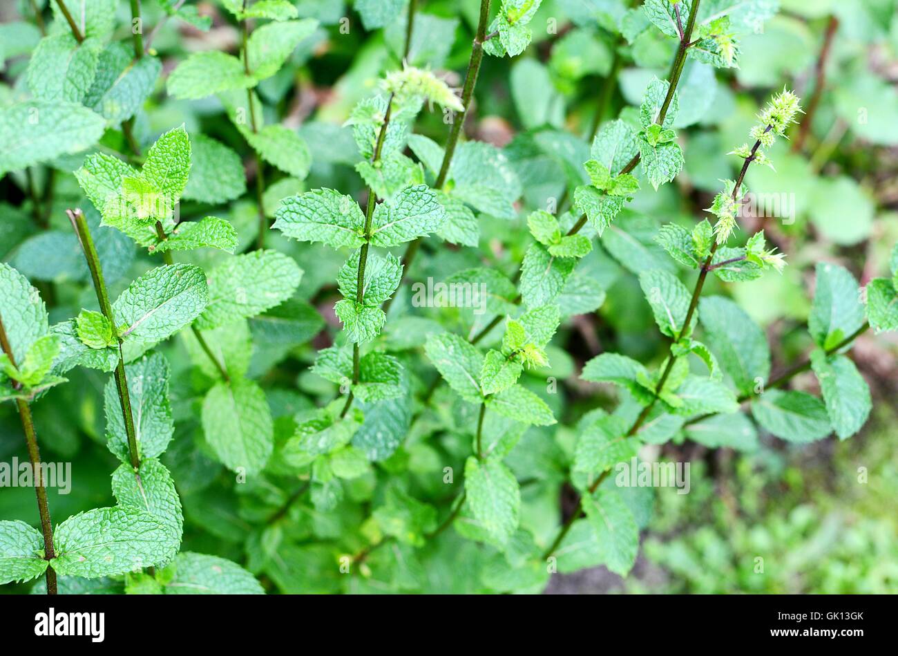 Closeup of growing fresh mint bush with branches and leaves Stock Photo ...