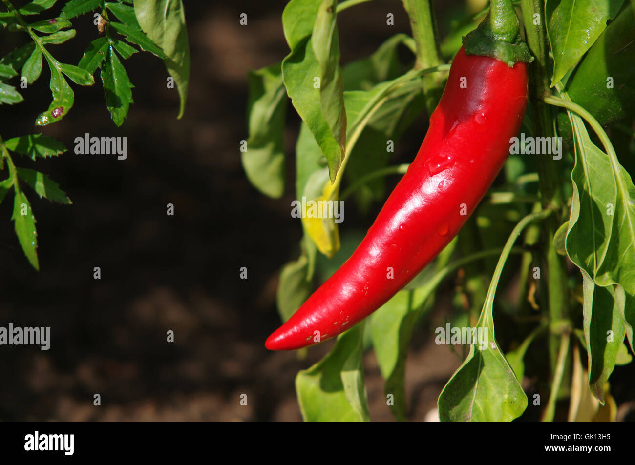 Pepperoni plant hi-res stock photography and images - Alamy