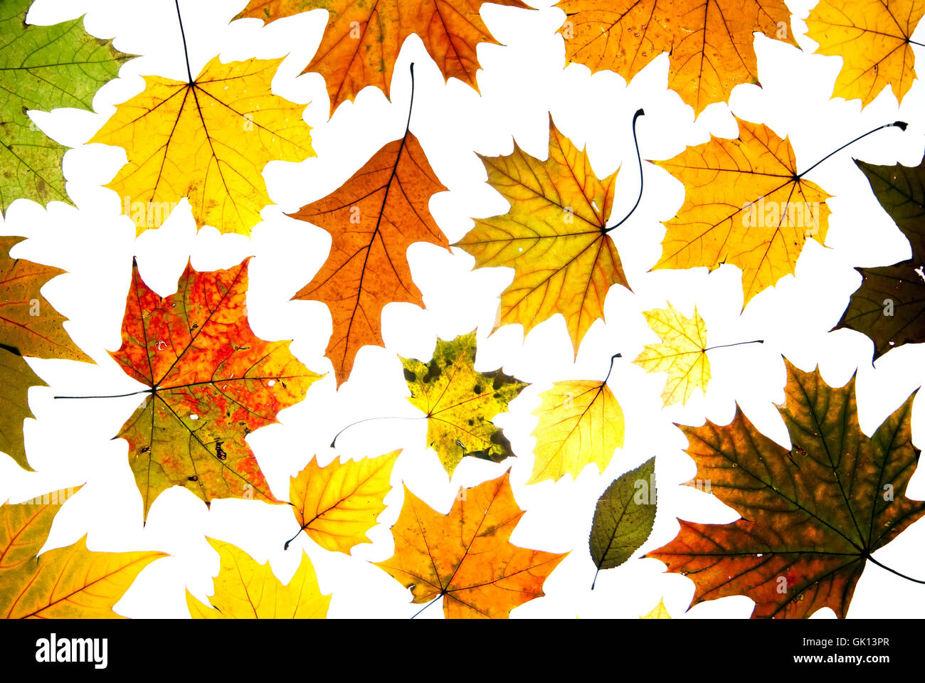 Figure tree many leaves hi-res stock photography and images - Alamy