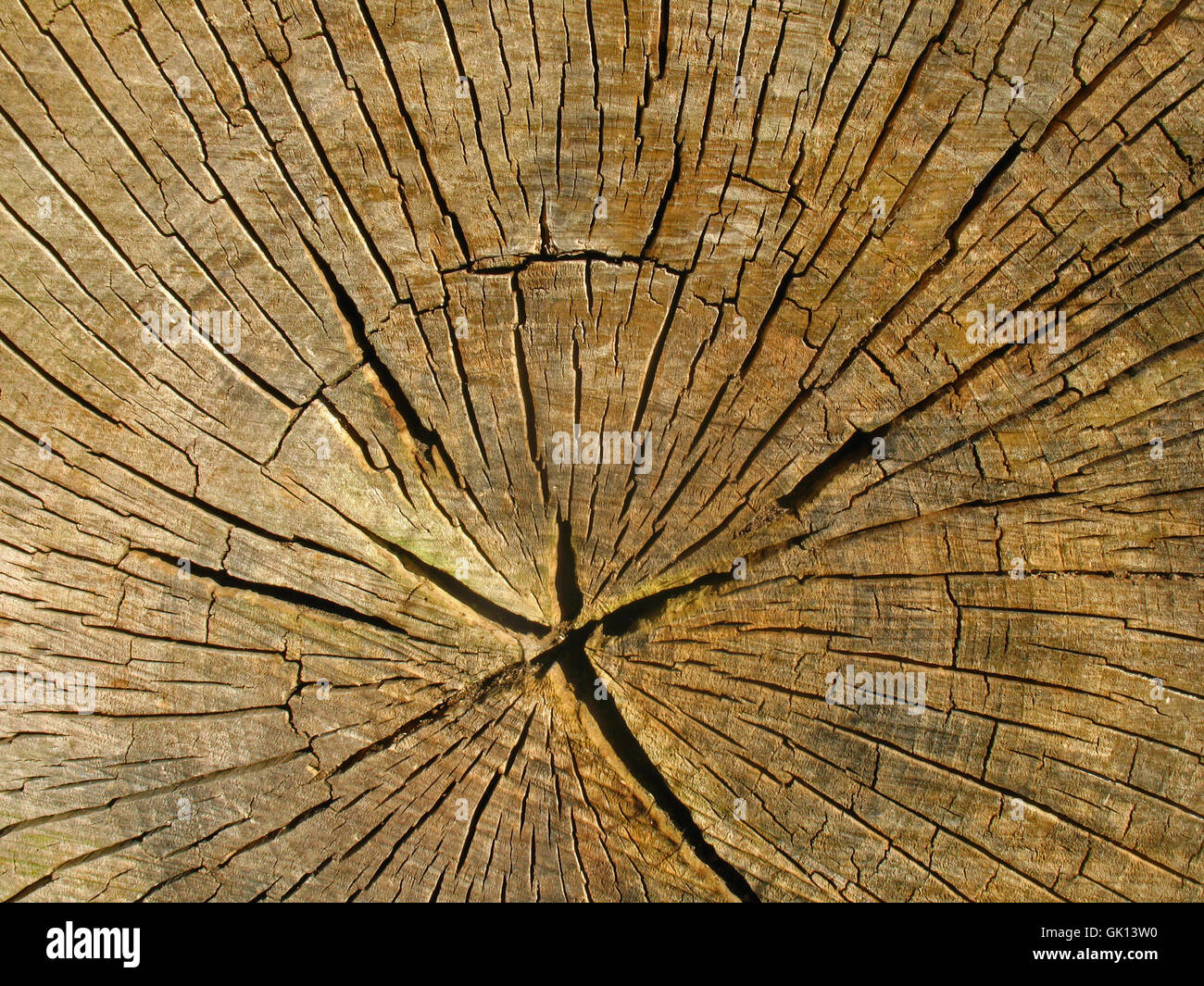 tree wood trunk Stock Photo - Alamy
