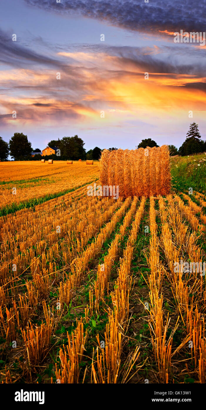 Farming outlook hi-res stock photography and images - Alamy