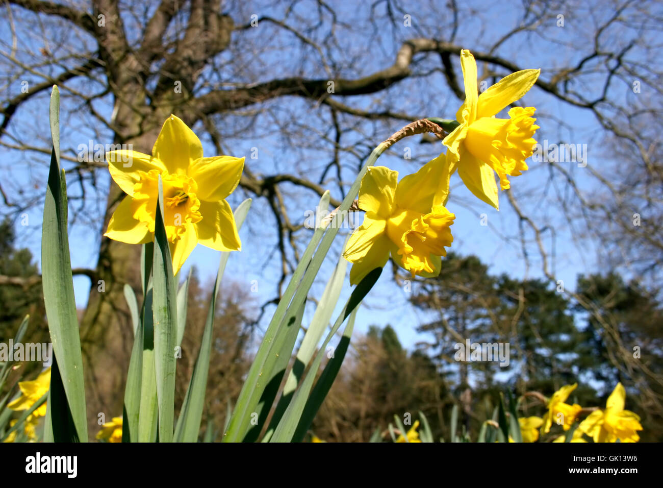 colour tree coloured Stock Photo - Alamy
