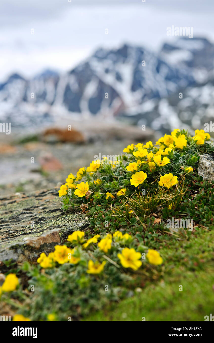 Plant jasper hi-res stock photography and images - Alamy