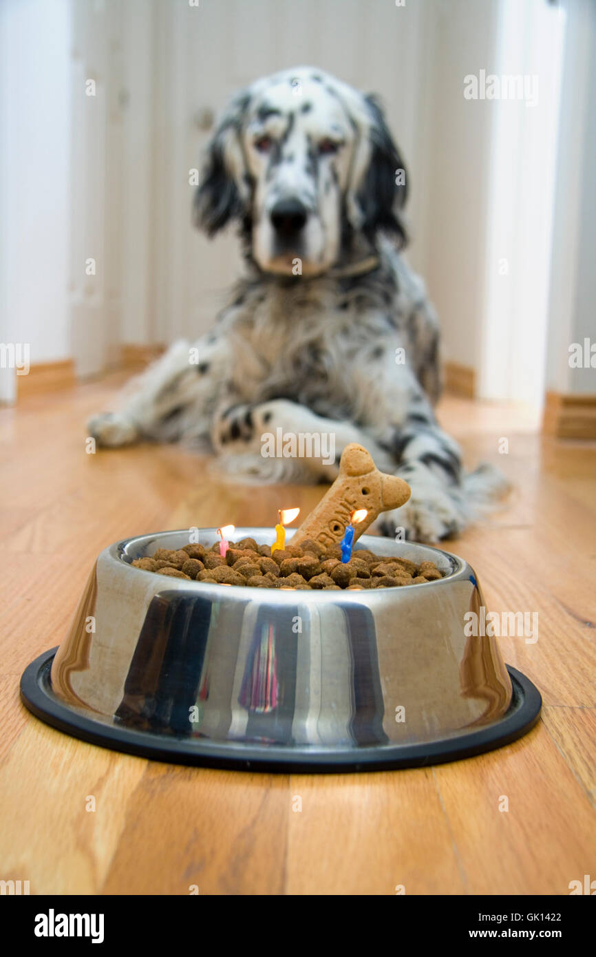 Animal food hi-res stock photography and images - Alamy