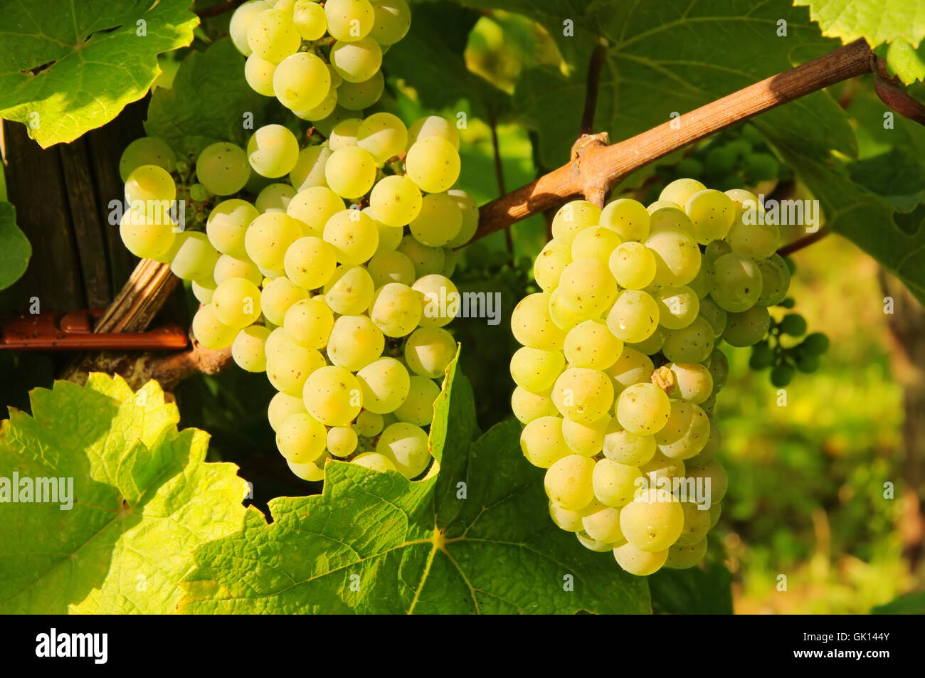 ripe berry grape Stock Photo - Alamy