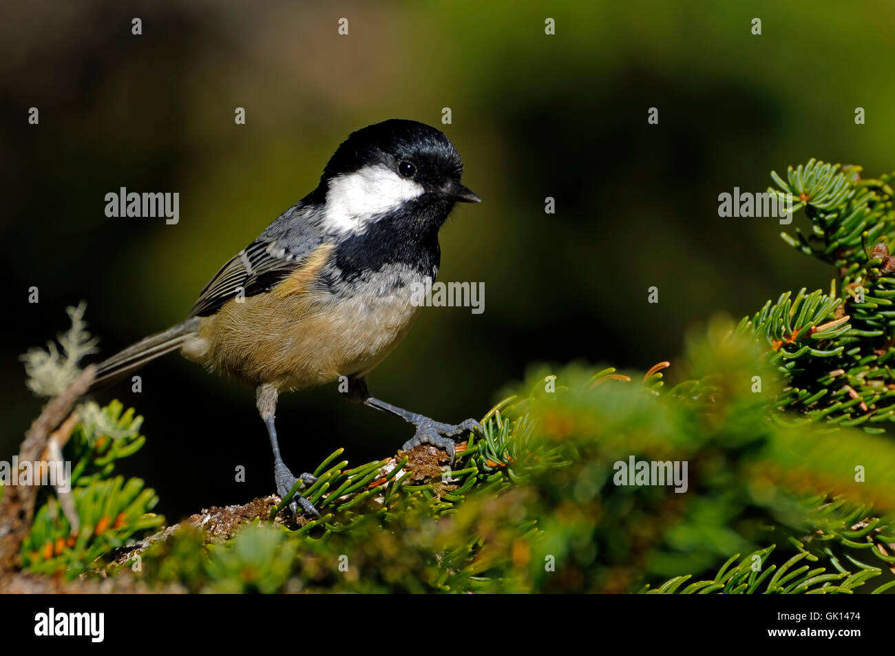 bird animals birds Stock Photo - Alamy