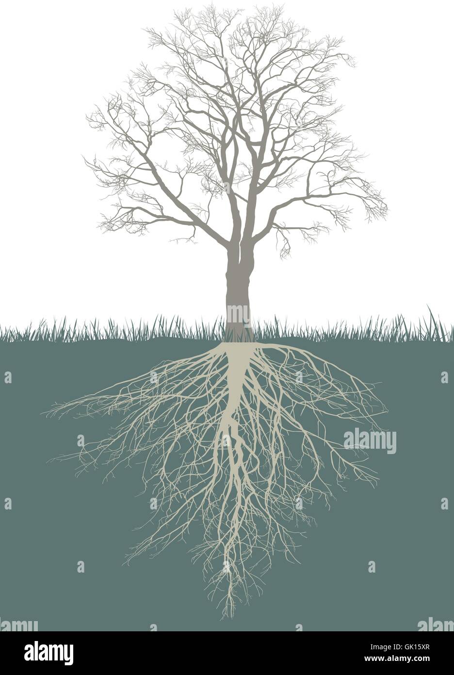 Tree With Roots And Branches High Resolution Stock Photography and ...