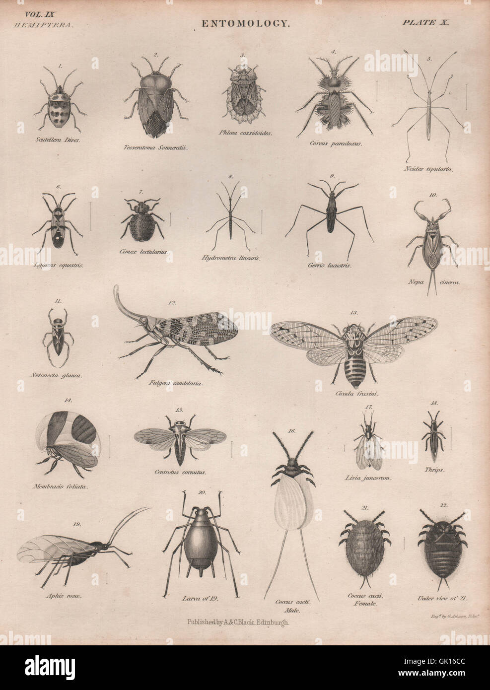 ENTOMOLOGY 10. Insects beetles flies fly. BRITANNICA, antique print ...