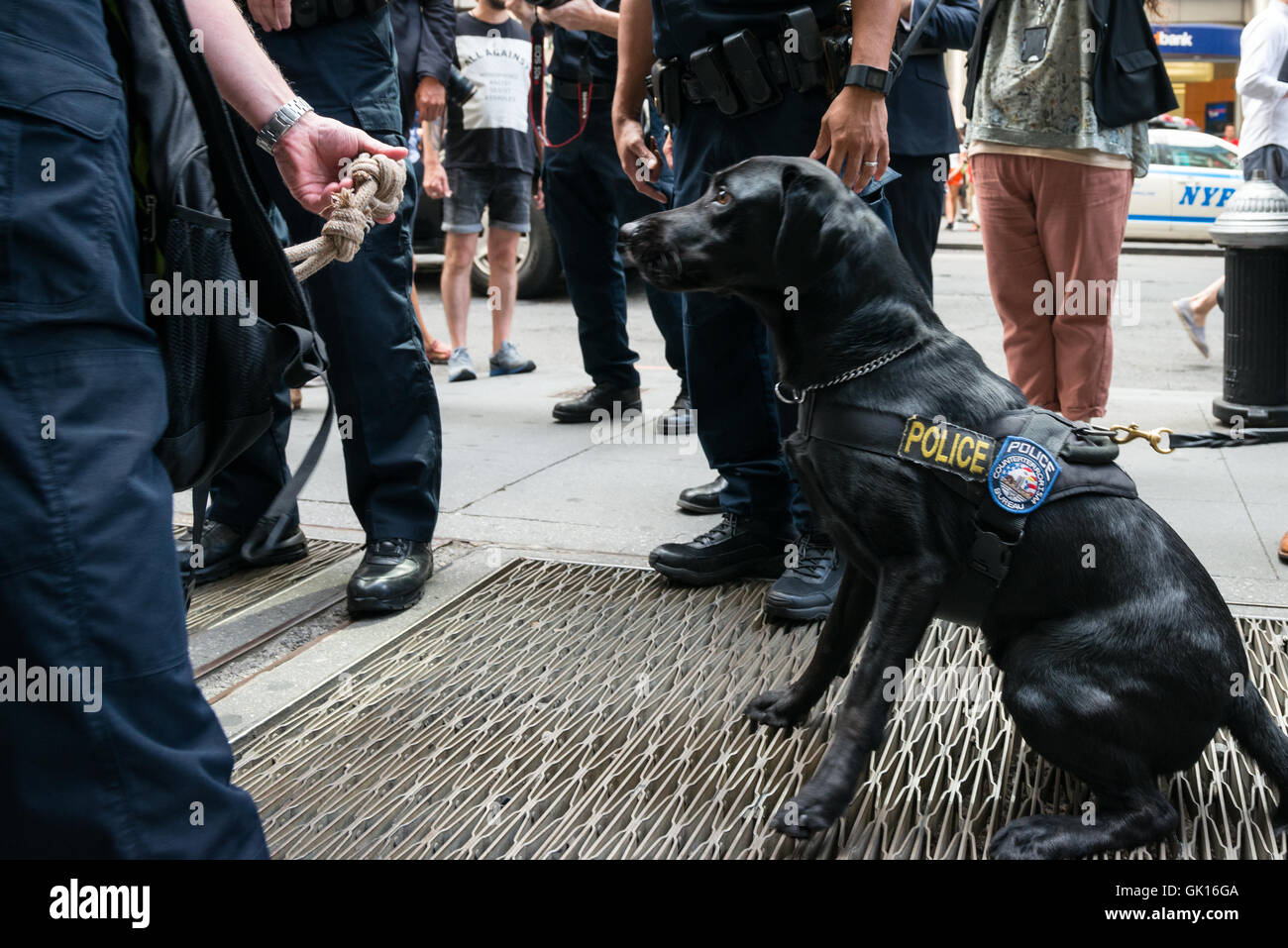 New York, United States. 17th Aug, 2016. A NYPD Counterterrorism dog ...