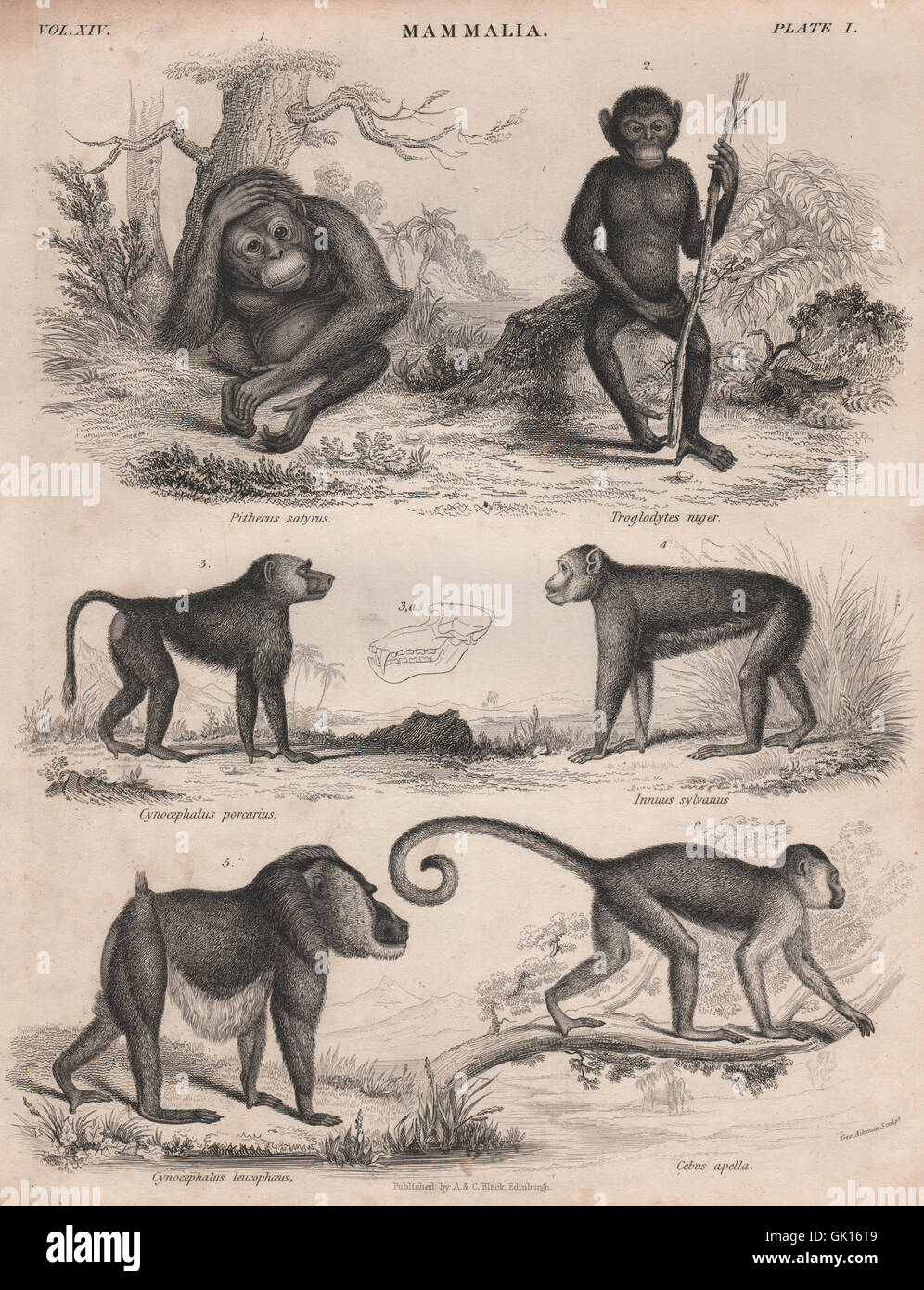 Pithecus satyrus hi-res stock photography and images - Alamy