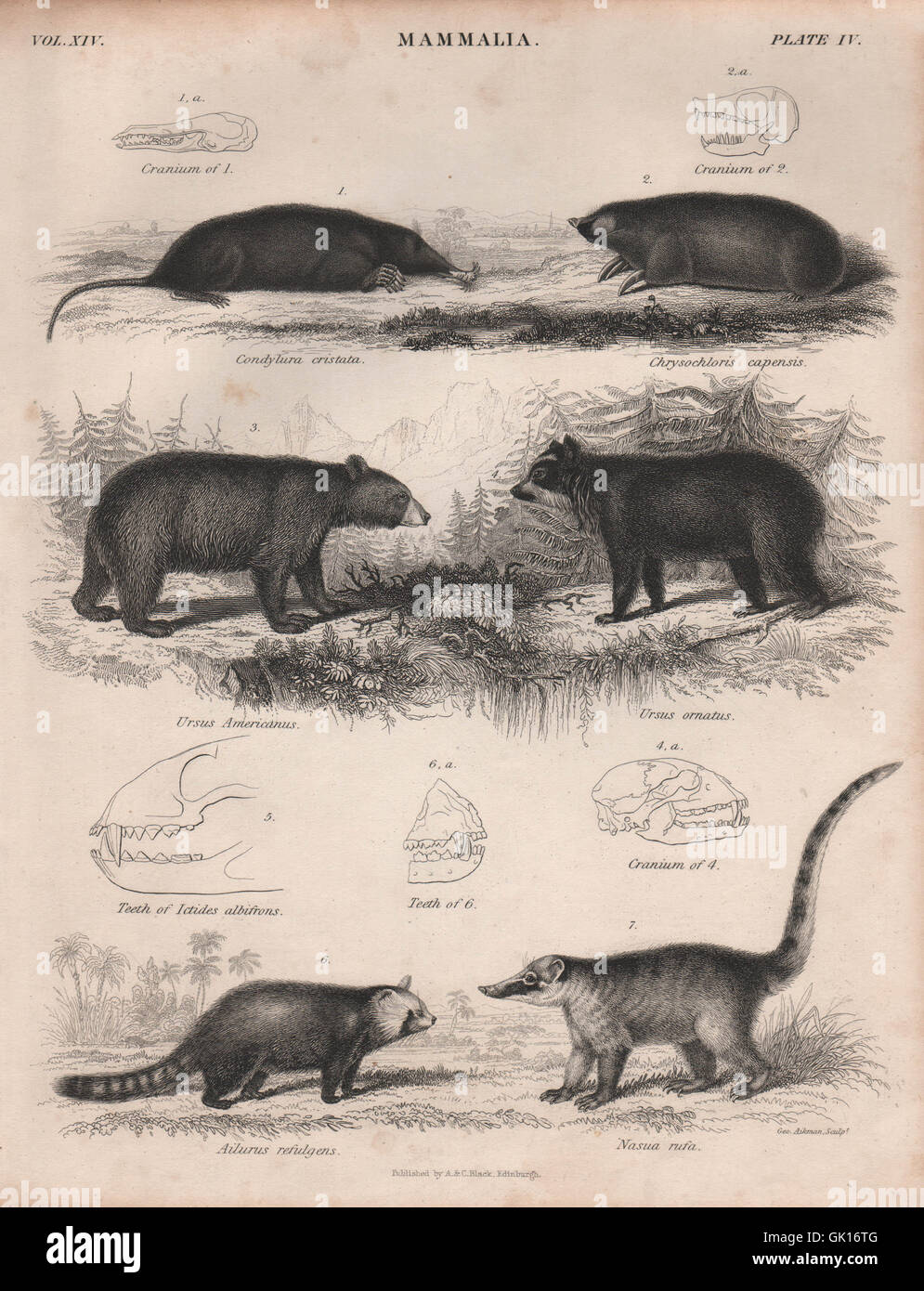 Star Nosed Mole G Force