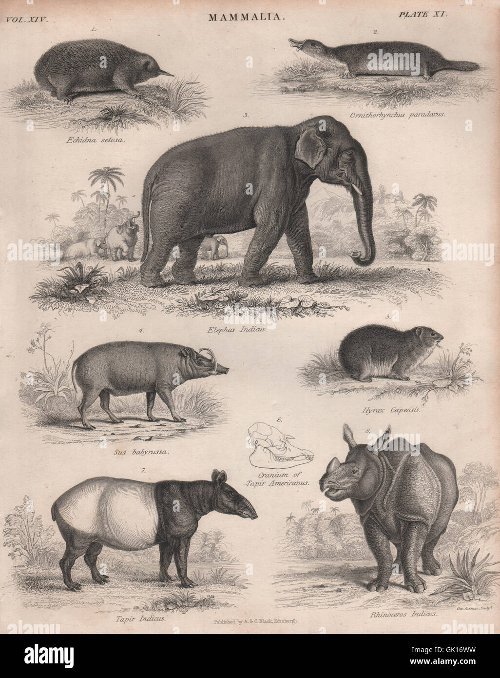 Echidna. Platypus. Indian Elephant & rhino. Babirusa. Hyrax. Malayan ...