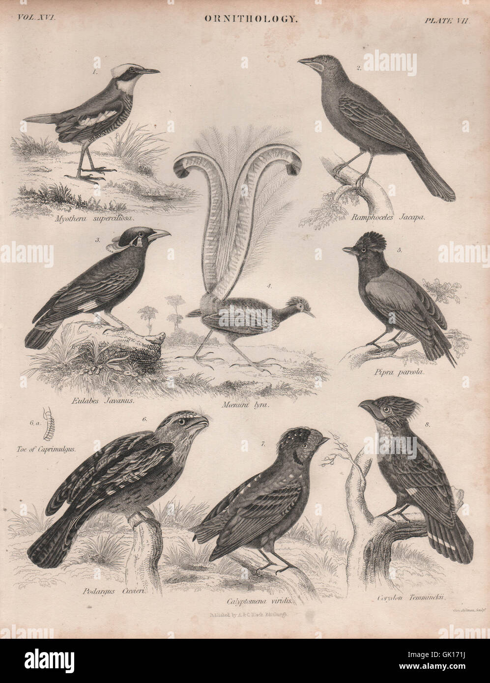 Lyre bird hi-res stock photography and images - Alamy