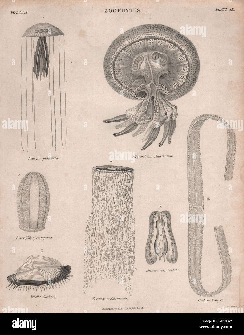 Zoophytes. Pelagia panopyra. Rhyzostoma Aldrovandi. Beroe (Idya ...