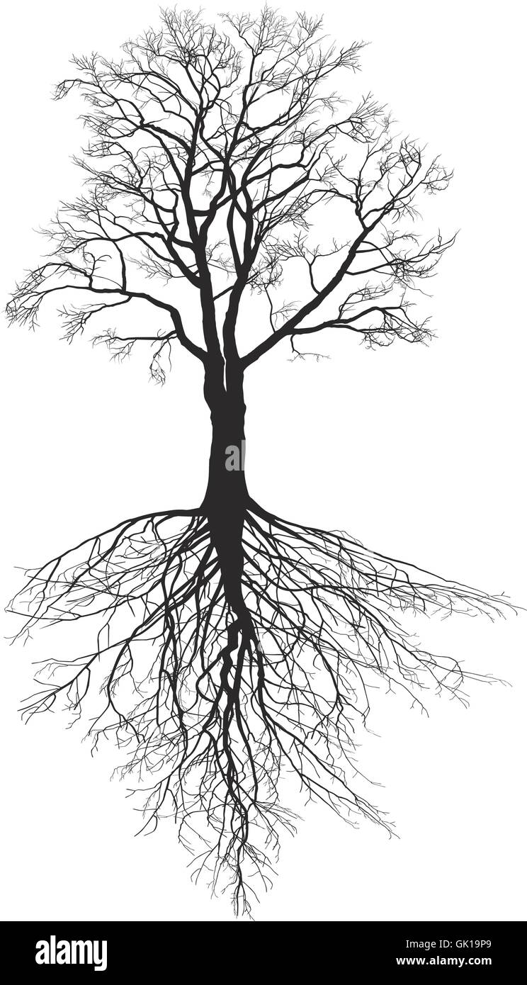 Tree With Roots And Branches High Resolution Stock Photography and ...