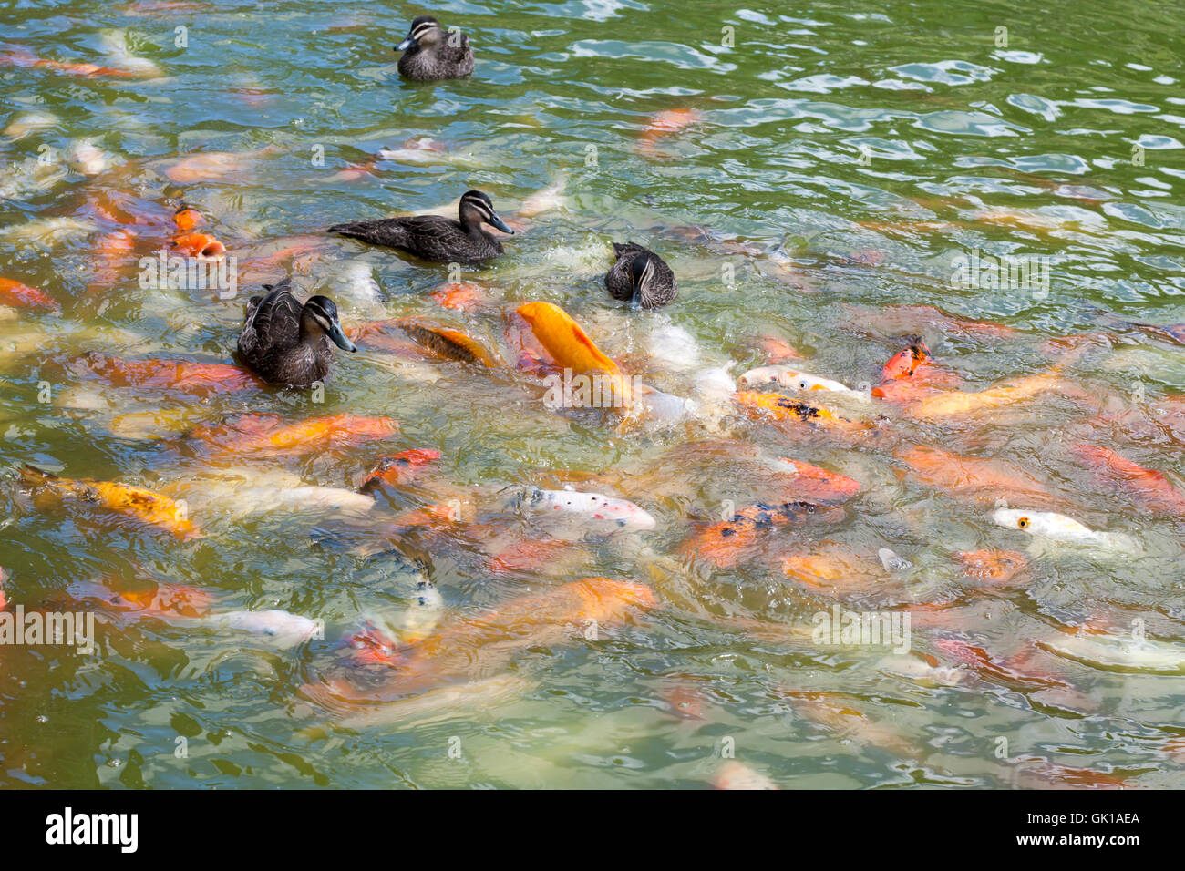 Large group of Koi Carp feeding. Orange and white Stock Photo - Alamy